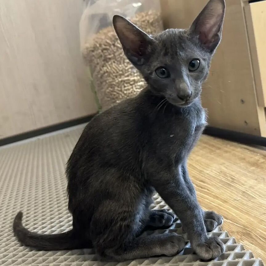 Ориентальный котёнок