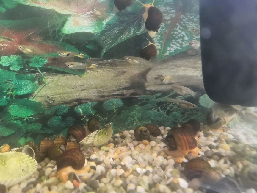 Рыба Гуппи (самки)