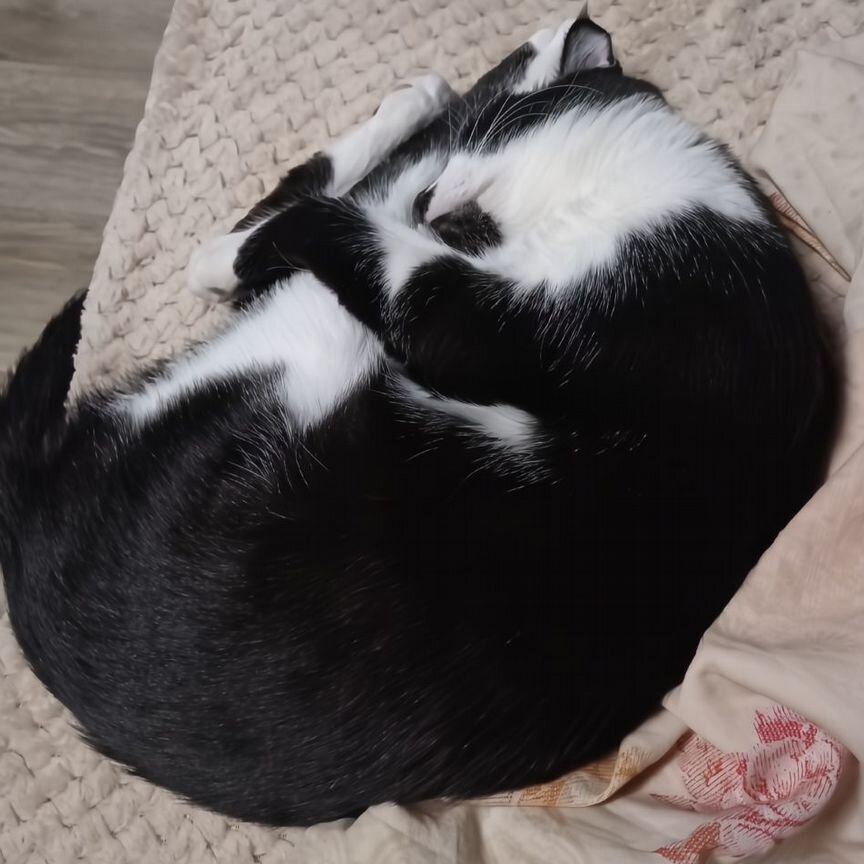 Шотландский вислоухий короткошёрстный котёнок