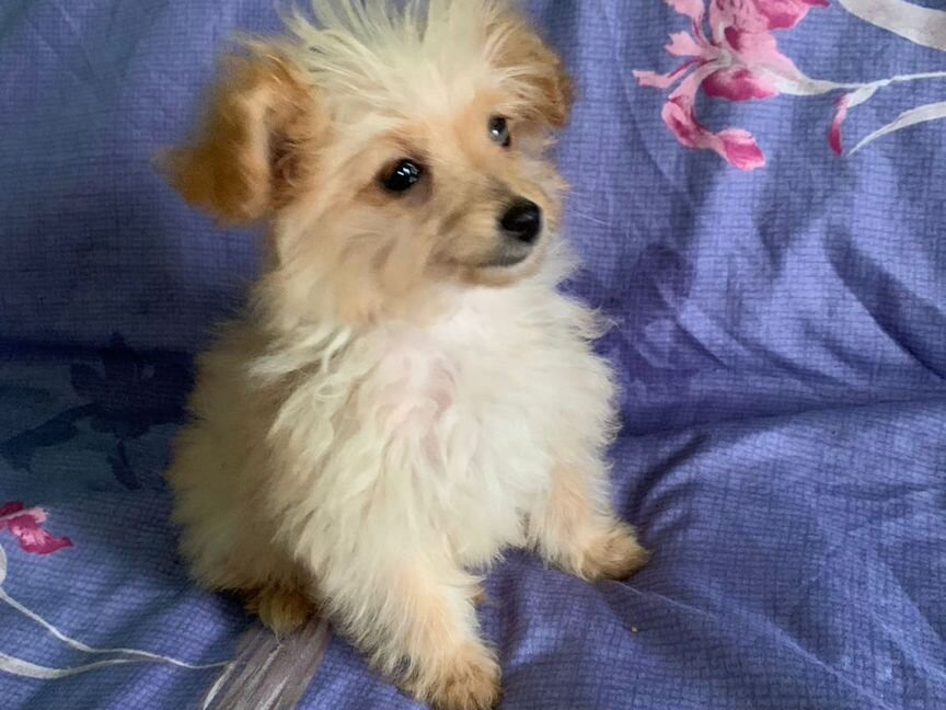 Мальтипу 750 г в три месяца