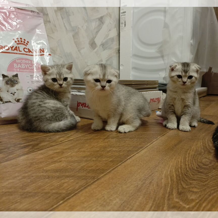 Шотландский вислоухий короткошёрстный котёнок