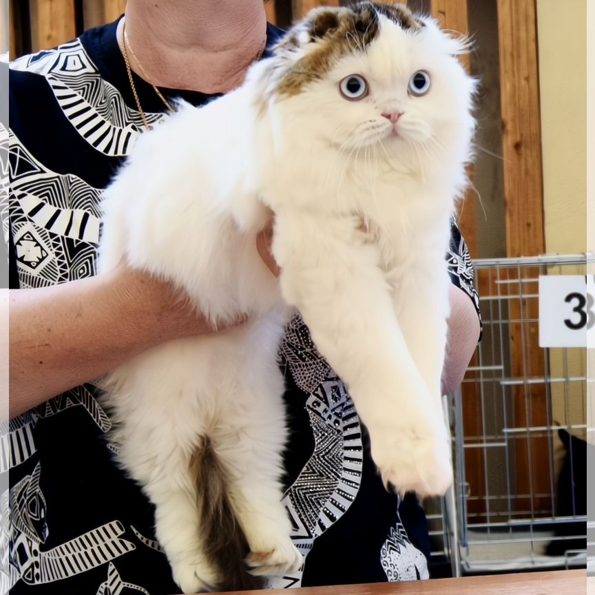 Шотландский вислоухий длинношёрстный кот, взрослый