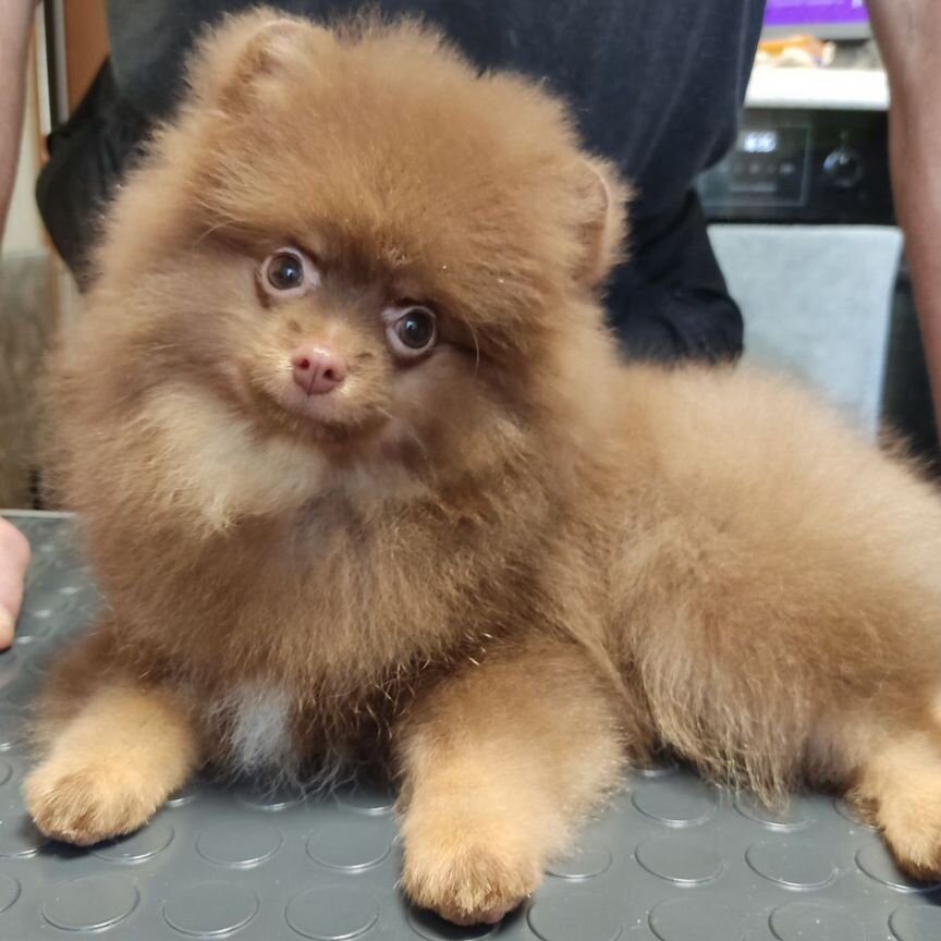 Померанский шпиц, щенок