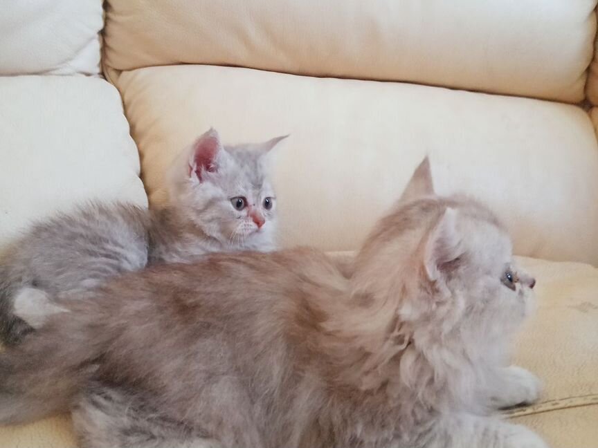 Котята Шотландская и британская