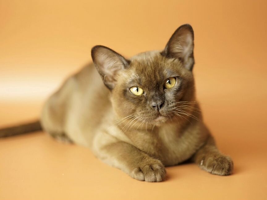 Бурманские котята