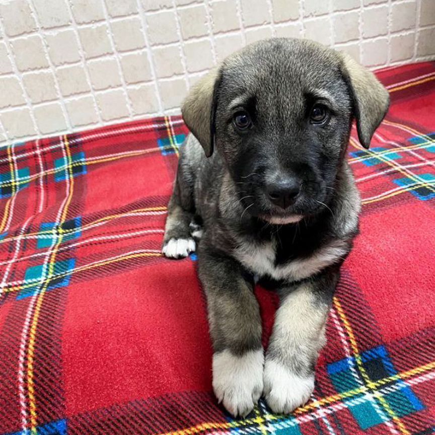 Красавица Луна в дар