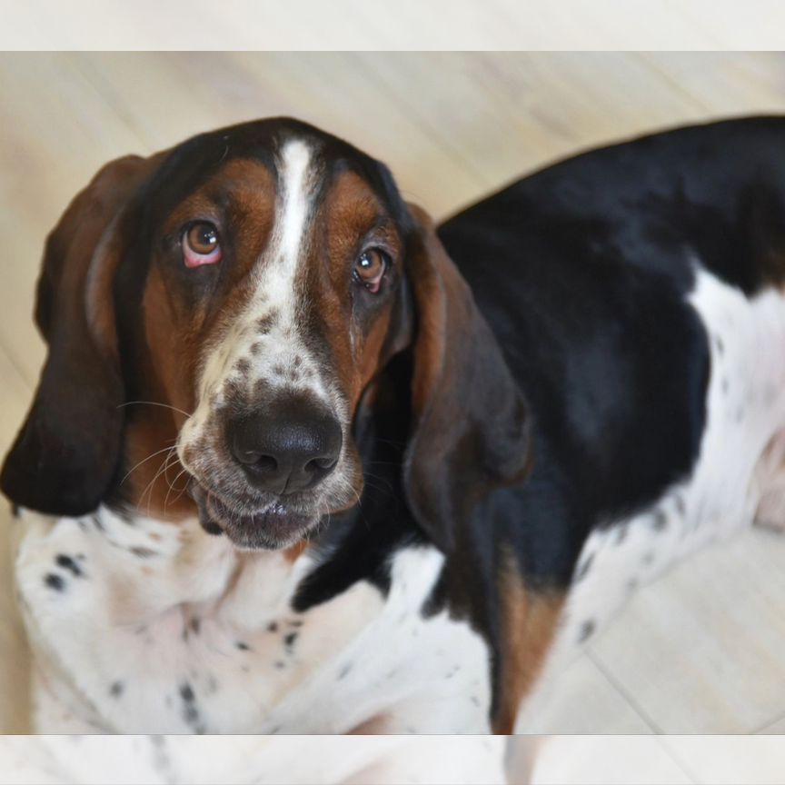 Бассет-хаунд, взрослый пёс