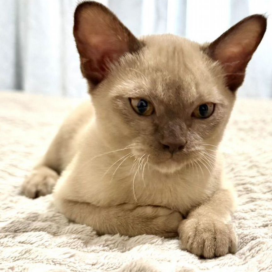 Европейский бурманский котёнок