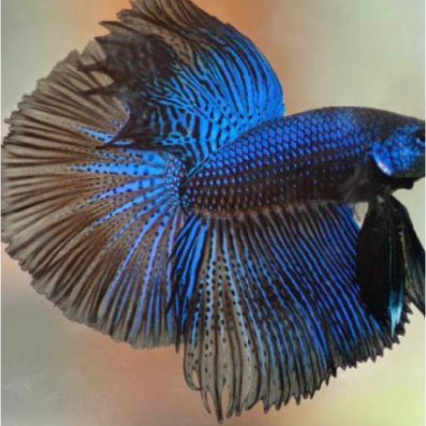 Аквариум с рыбкой петушок