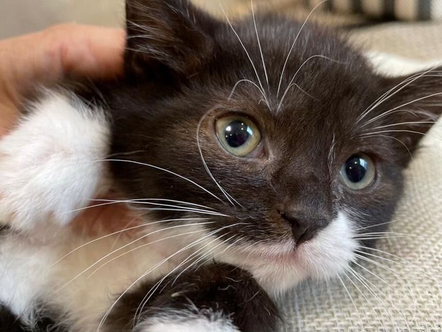 Котенок Митя