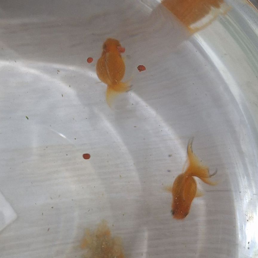 Аквариумные рыбки