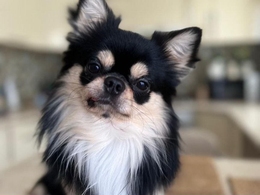 Вязка чихуахуа мальчик