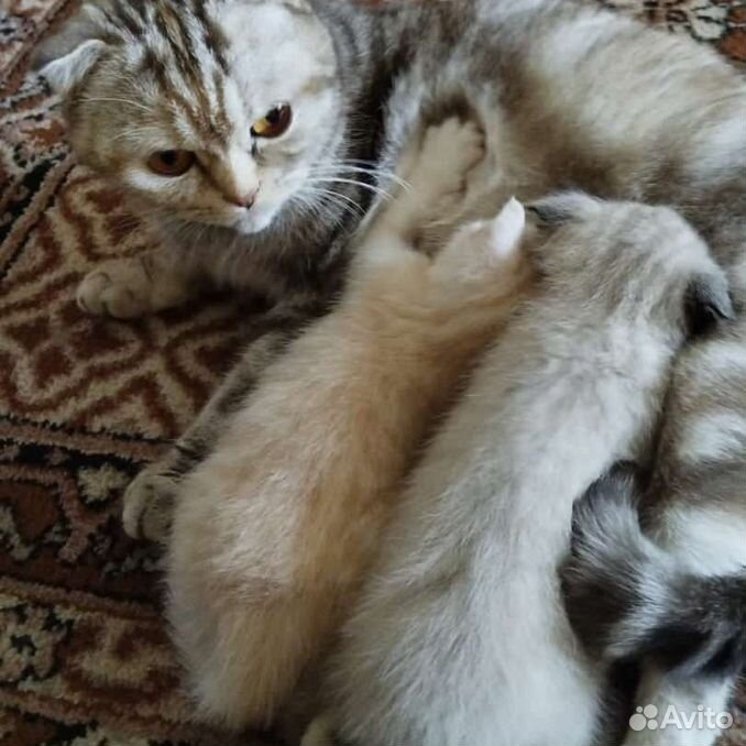 Беплатно котята шотландской
