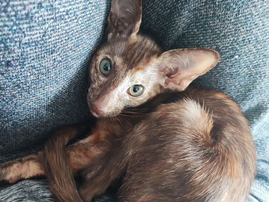 Ориентальный котенок, девочка