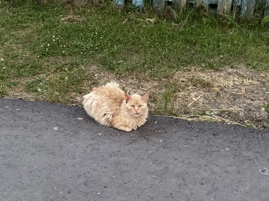 Рыжий котик в добрые руки, очень хочет тепла