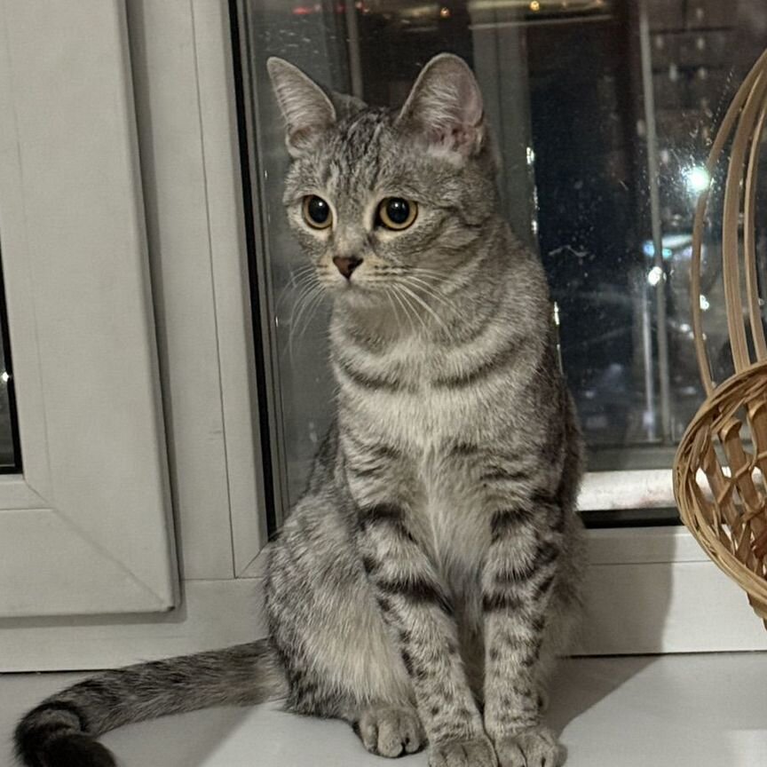 Кошечка в добрые руки