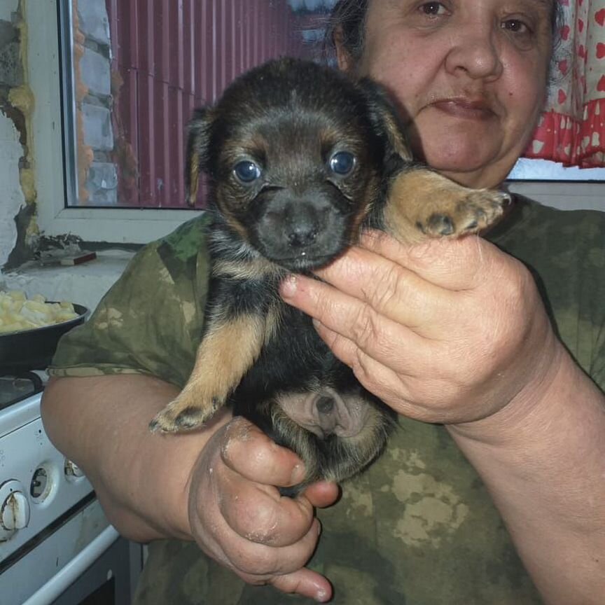 Отдам в добрые руки