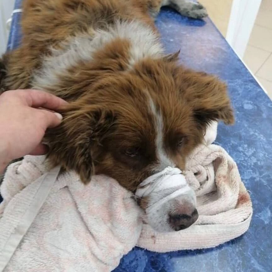 SOS собака в беде