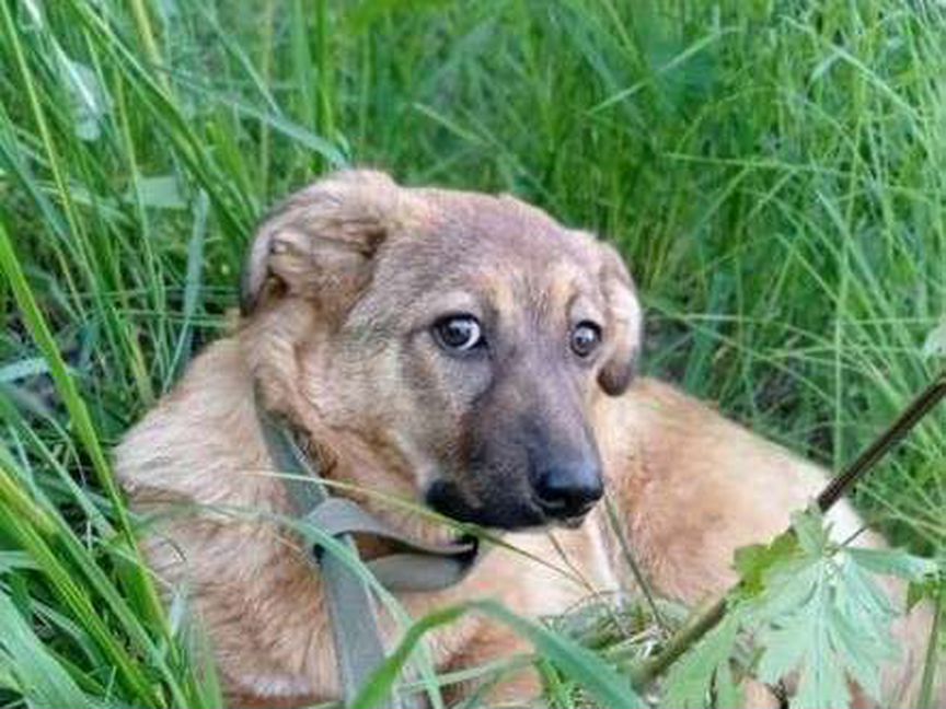 Маленькие собачки ищут дом в добрые руки