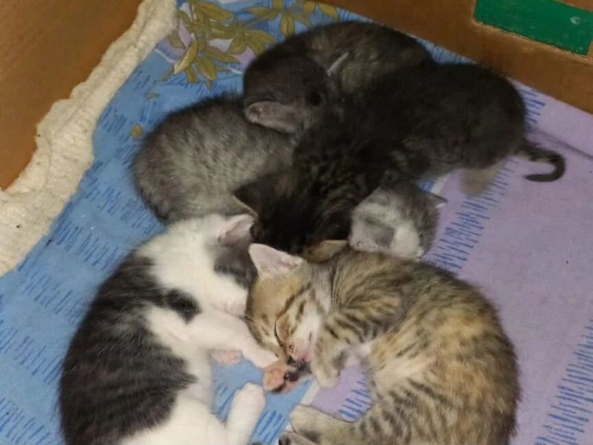 Отдадим котят в добрые руки