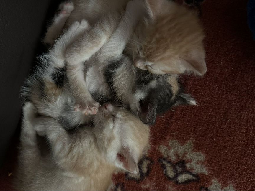 Котята в добрые руки