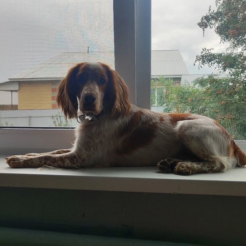 Русский охотничий спаниель, взрослый пёс