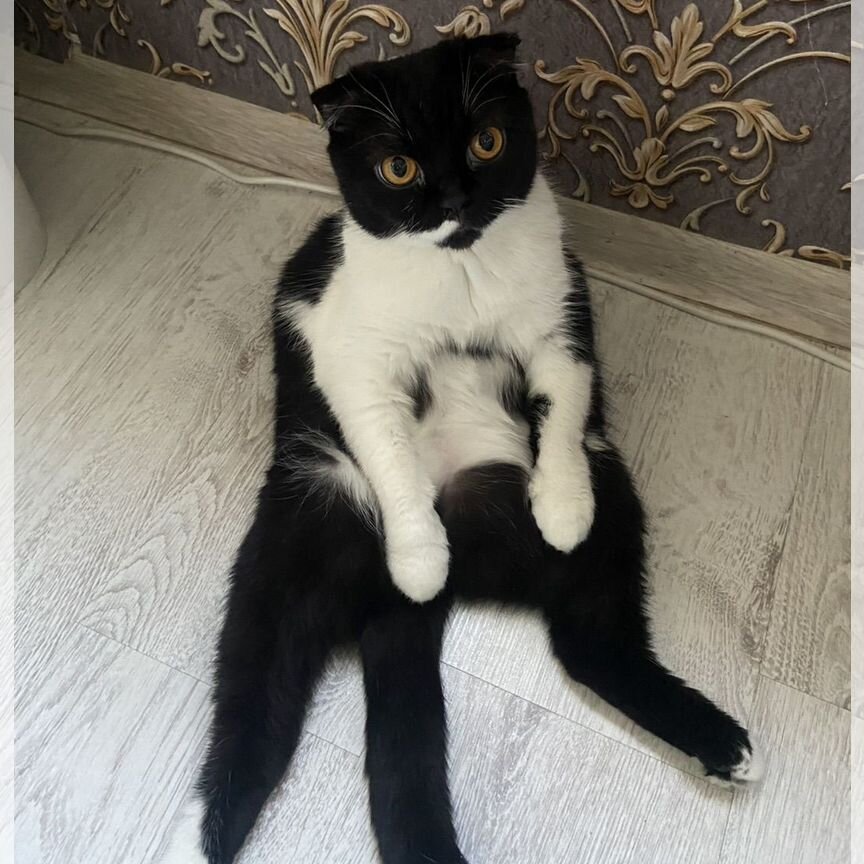 Шотландская вислоухая короткошёрстная, взрослая кошка