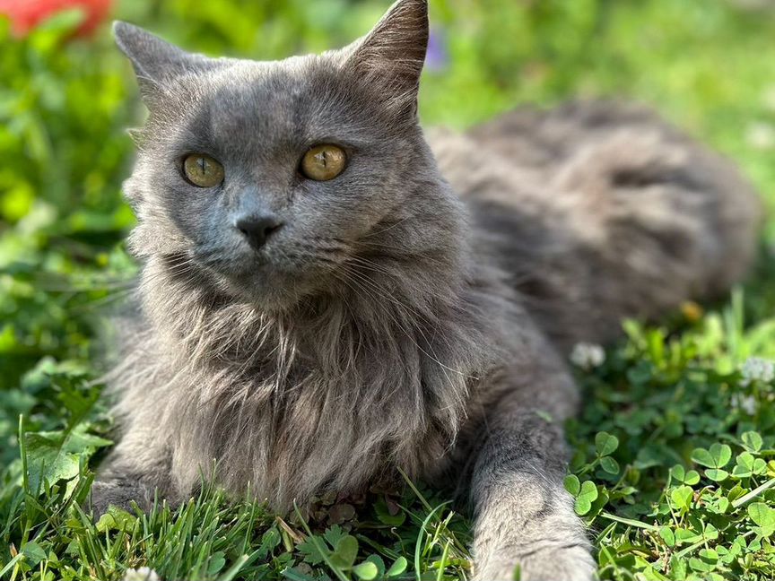 Кошка британка в дар