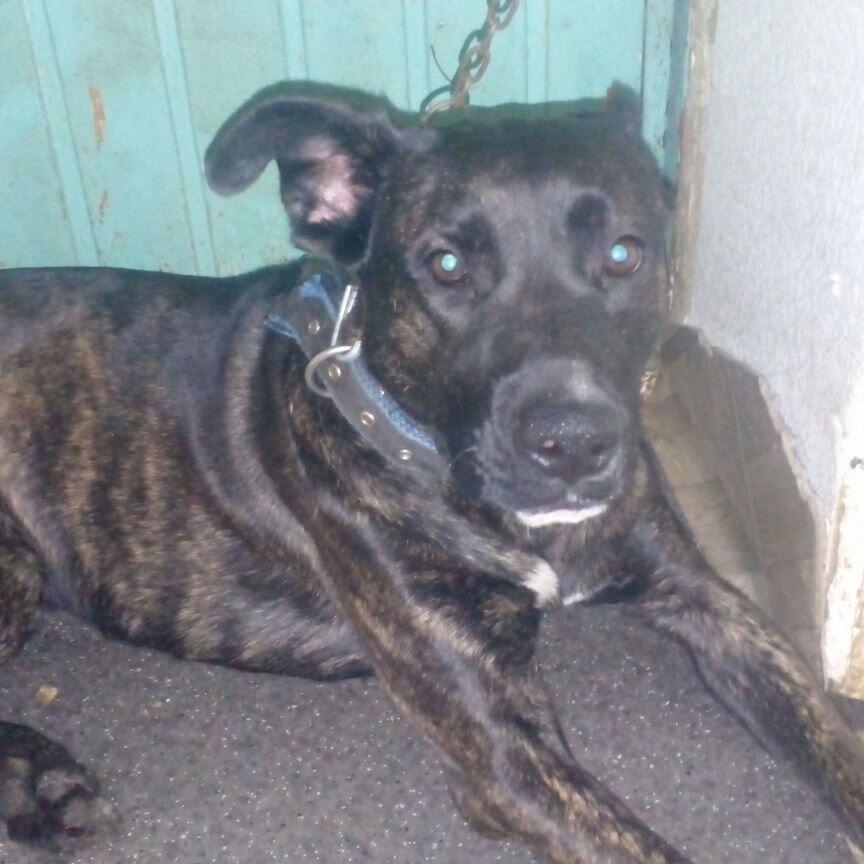 Митис стафа