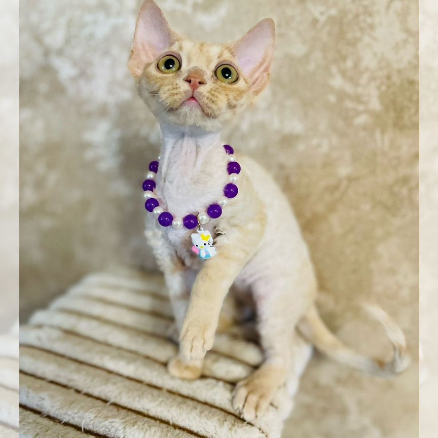 Девон-рекс котёнок