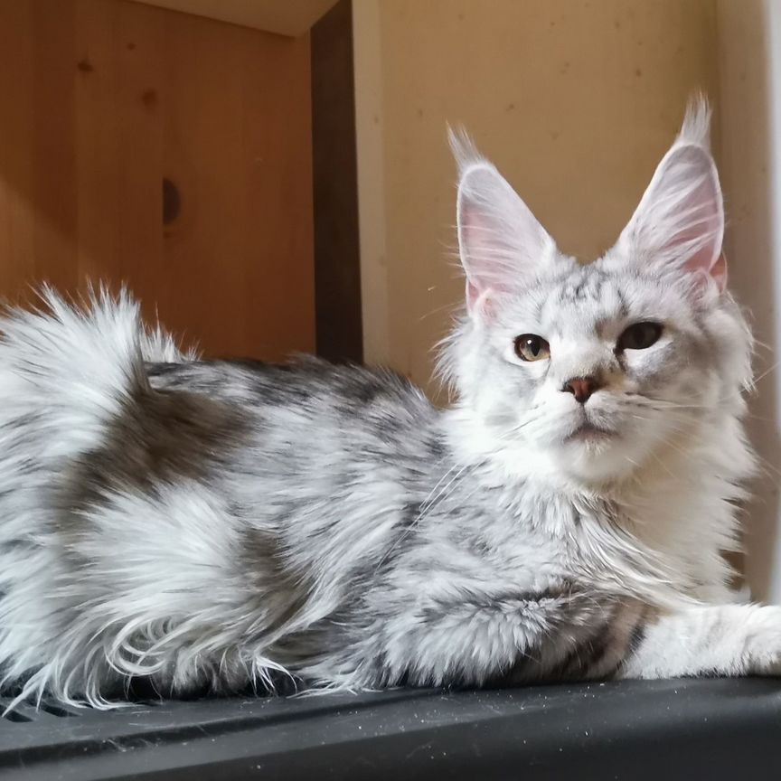 Котята мейн-кун