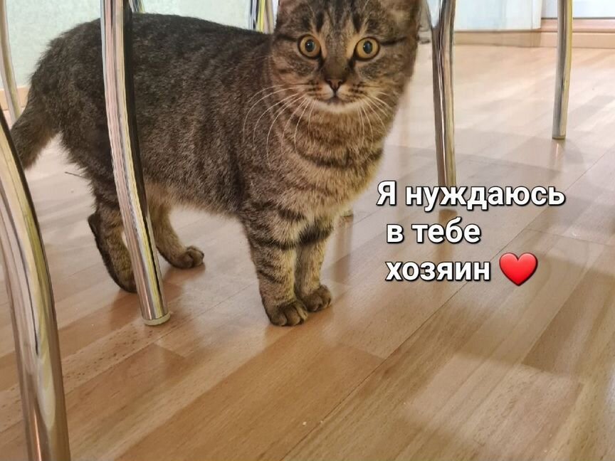 Кошка