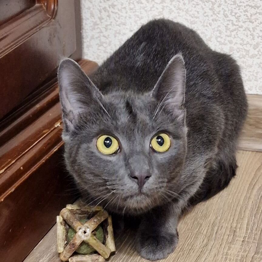 Котенок в добрые руки отдам бесплатно