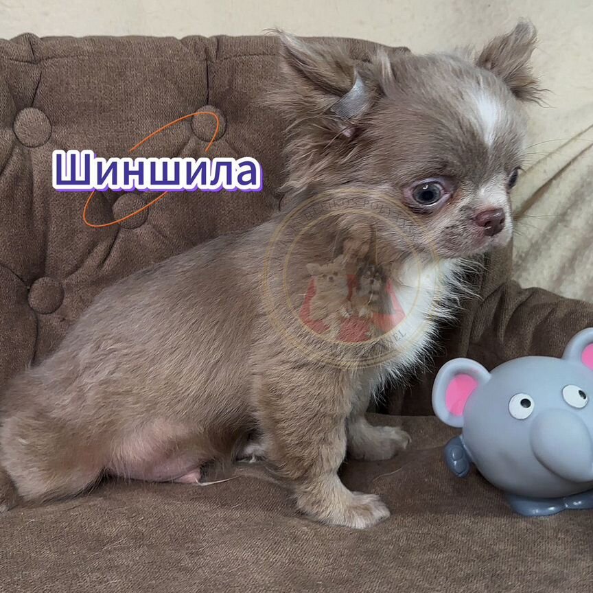 Чихуахуа, щенок