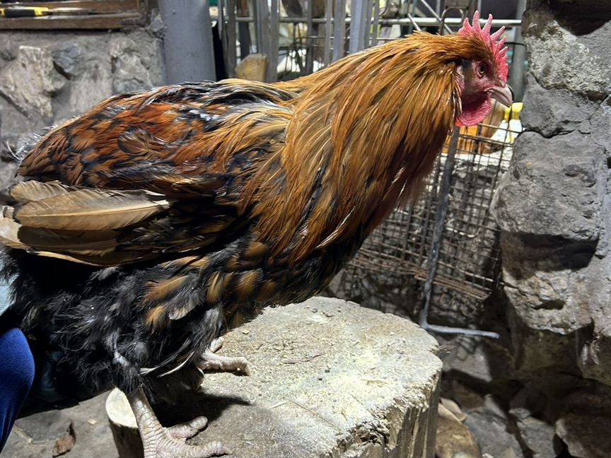 Куры петухи