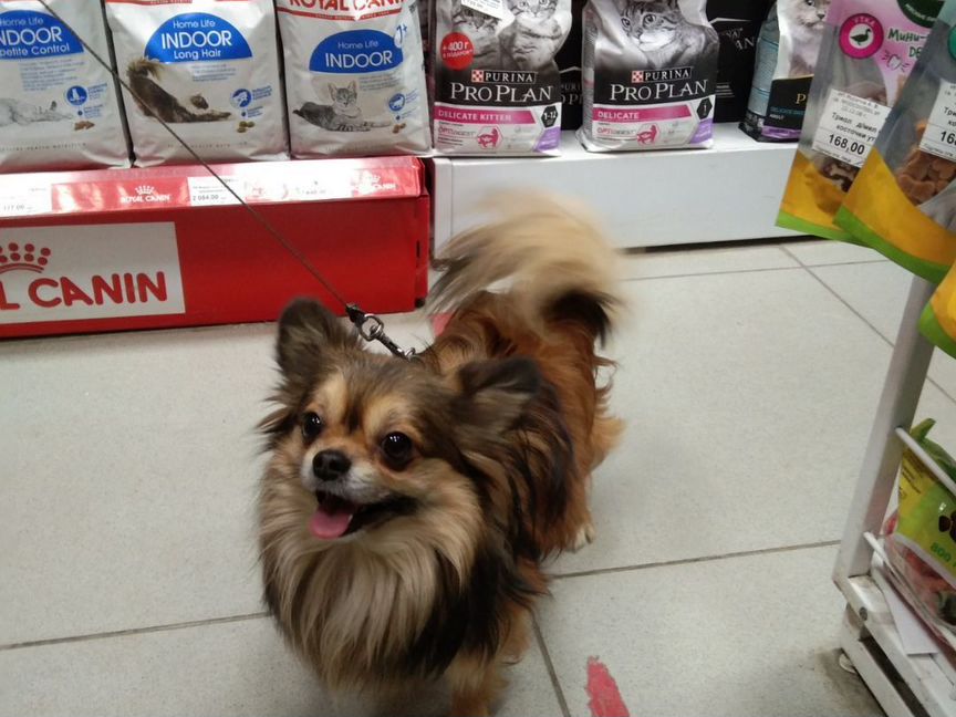 Вязка чихуа