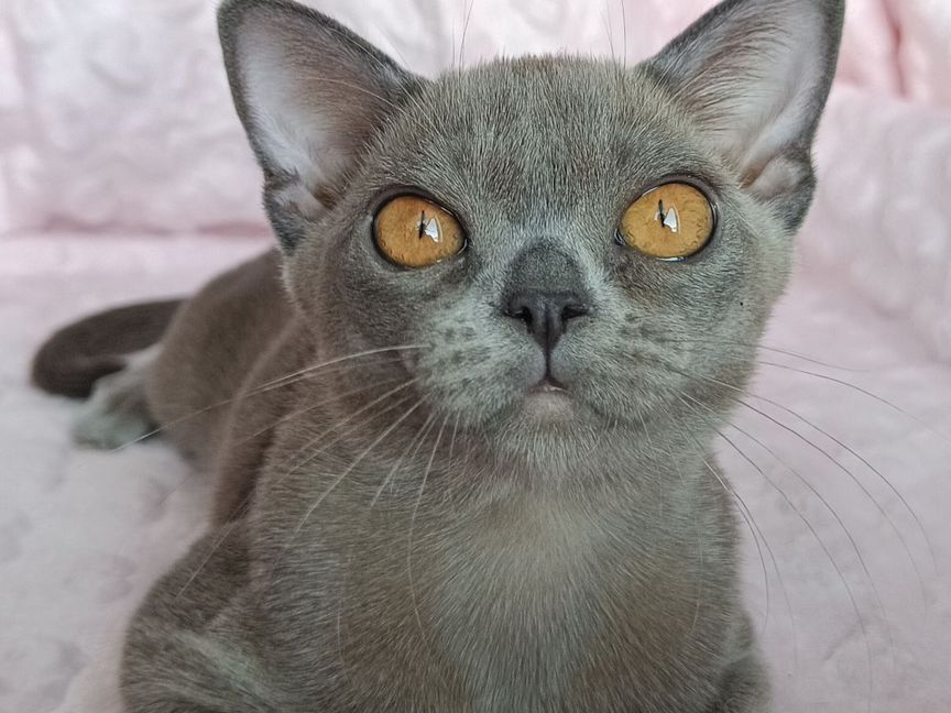 Котята европейской бурмы