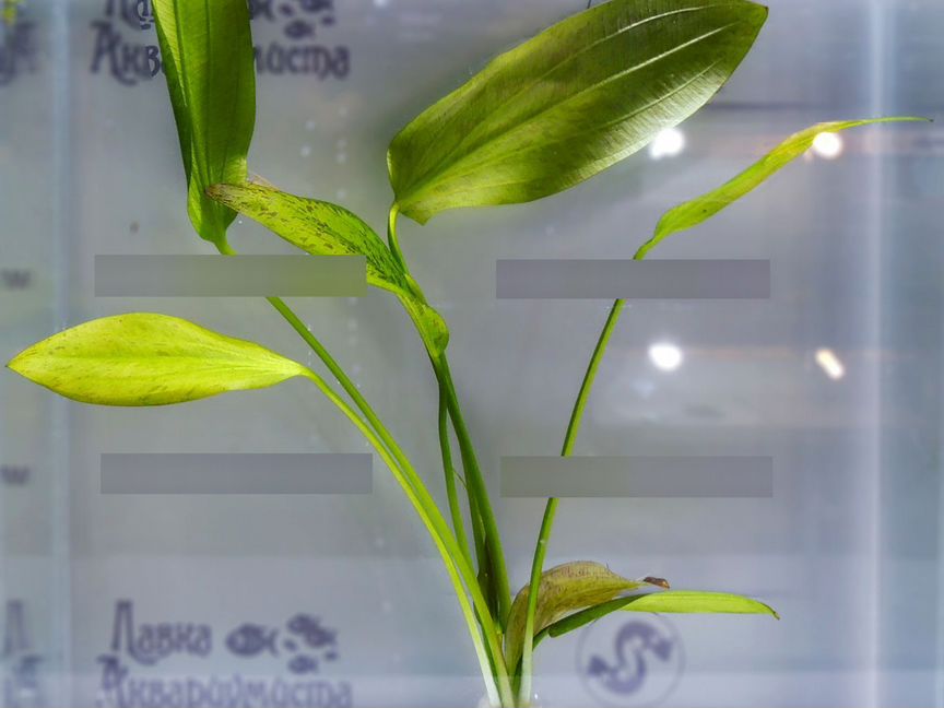 Эхинодорус Оцелот (зеленый), с грузом