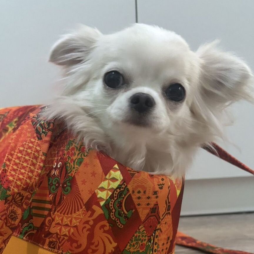 Сумка для маленькой собачки