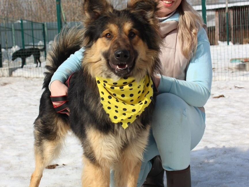 Собака из приюта