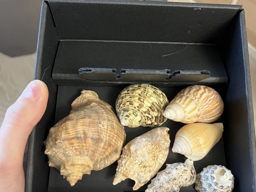 Морские ракушки набор