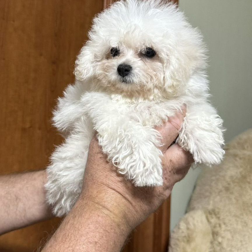 Бишон фризе, щенок