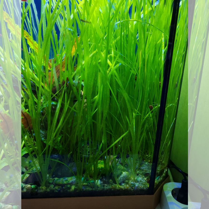 Растения для аквариума