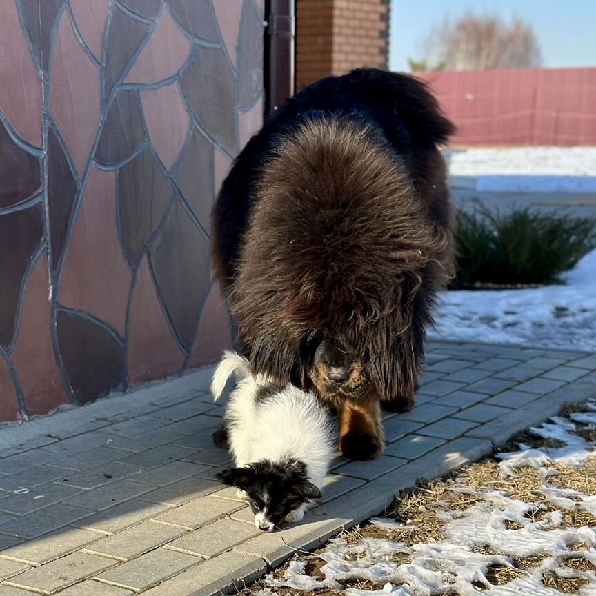 Малыш континентальный той спаниель