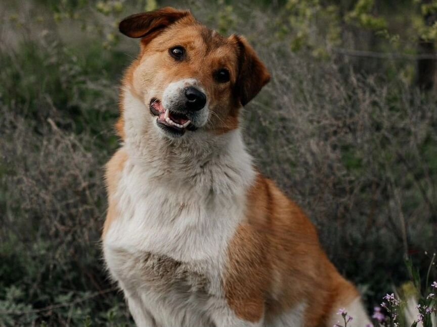 Собака Стелла 1.5 года