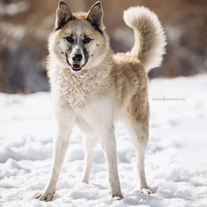 Взрослый пёс в добрые руки