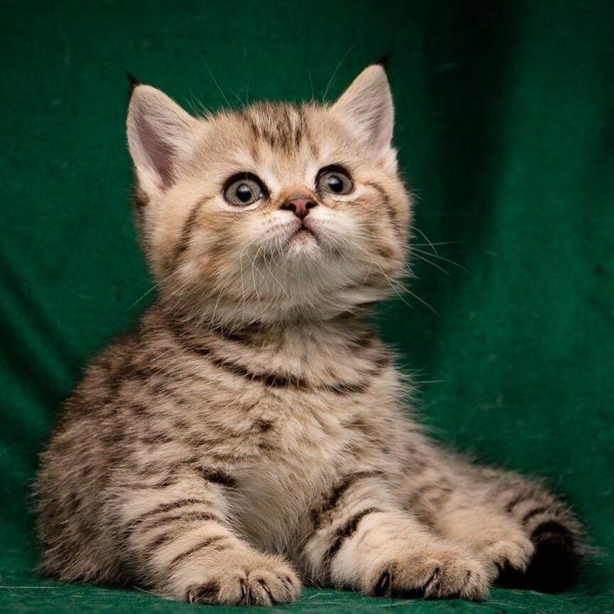 Британские котята