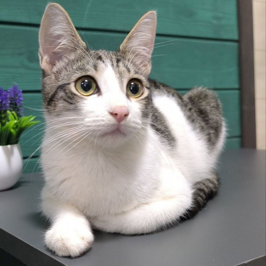 Очаровательный котик