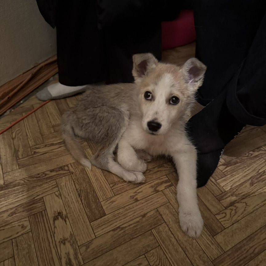 Щенок в добрые руки девочка