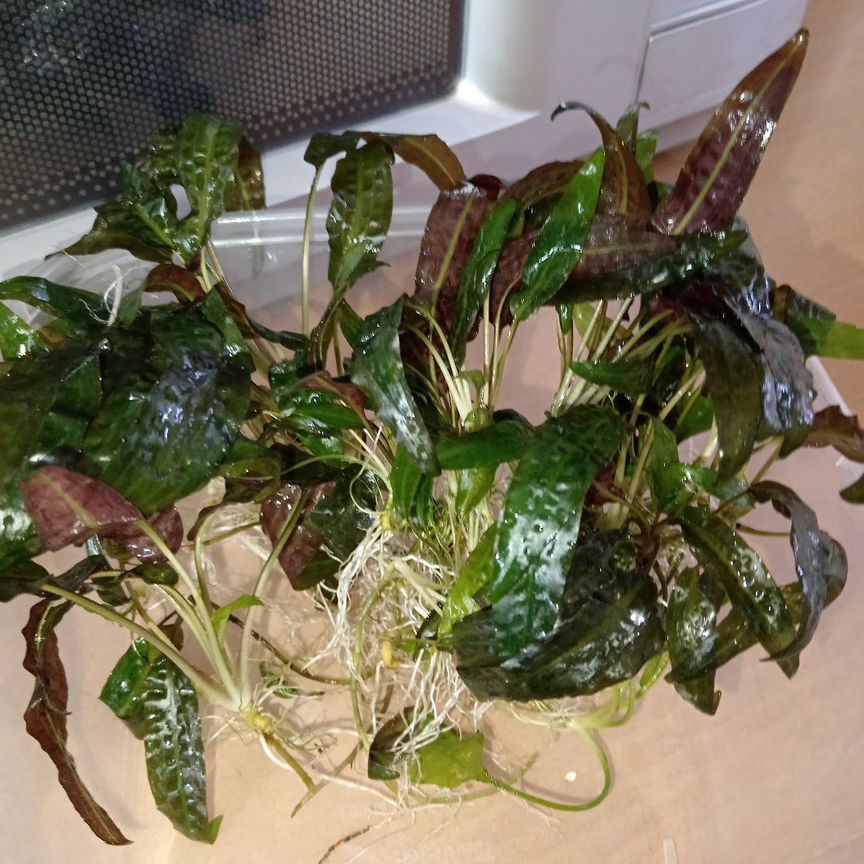 Аквариумные растения